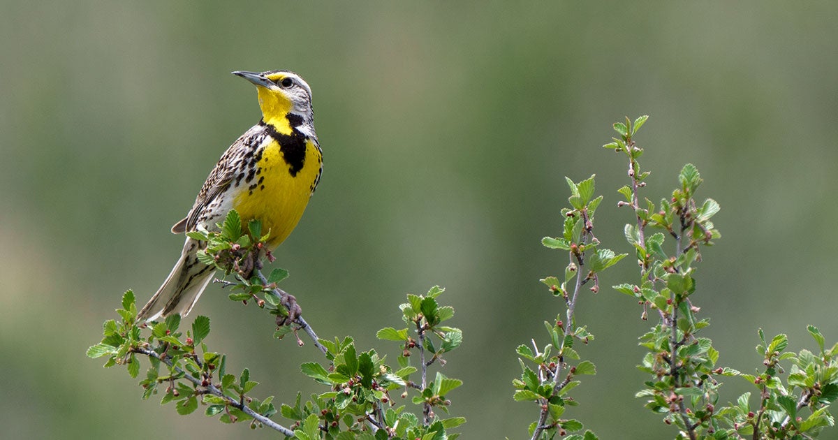 Bird Protections Restored, and Key Process Advances to Strengthen Rules ...