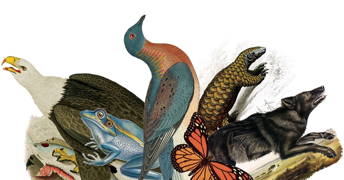 Capturing the Whole History of Conservationism—for Better and Worse ...