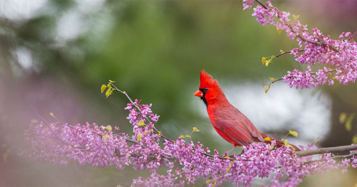 When I Can't Leave Home, My Native Plant Garden Brings Birds To Me | 探花精选