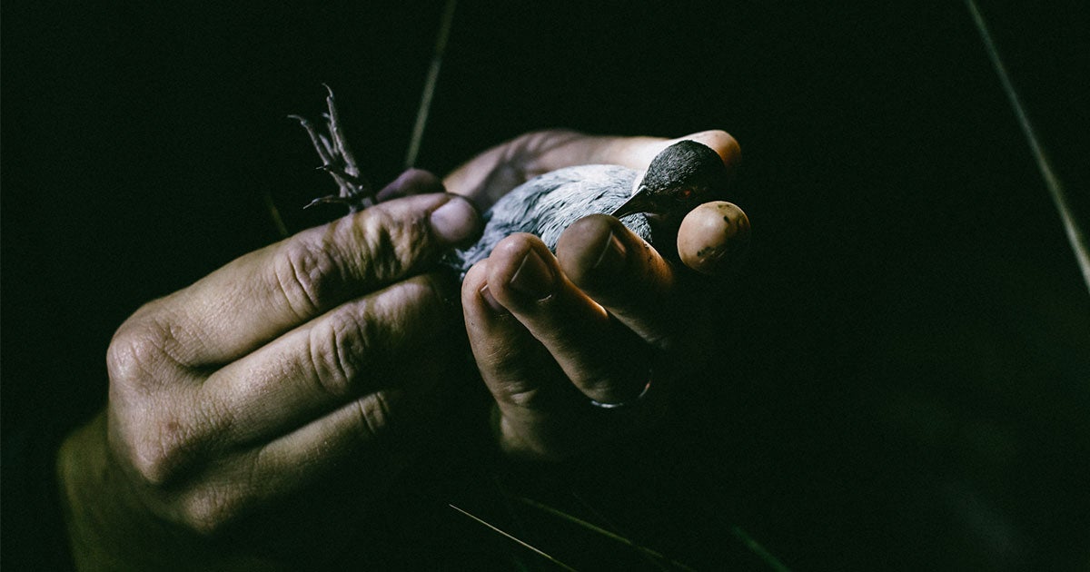 The Secretive Eastern Black Rail Officially Gets Classified as ...