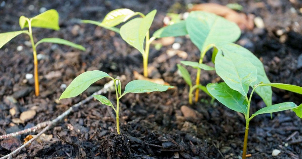 Winter Is the Time to Sow Native Seeds | Audubon
