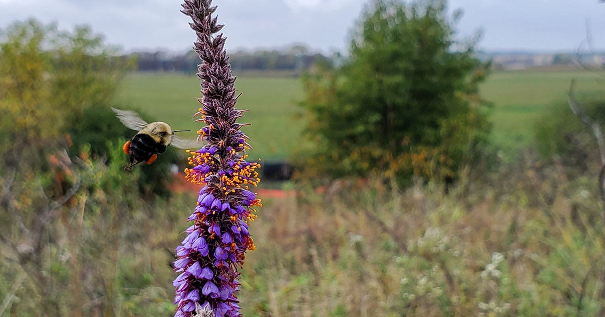 Bell Bowl Prairie Activists Stay Steadfast as a Rare Habitat Remains in ...