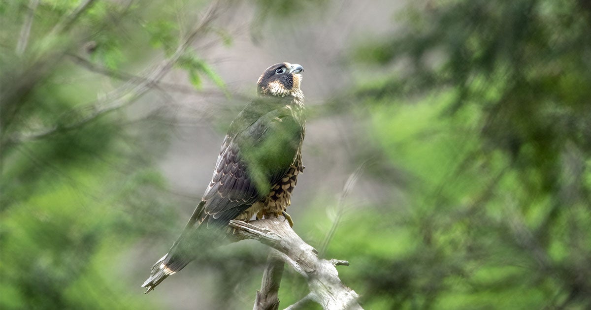 Tim Gallagher | Audubon