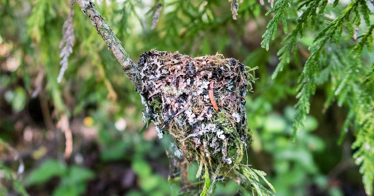 A New Stunning Nest Guide Celebrates a Different Aspect of Birding ...