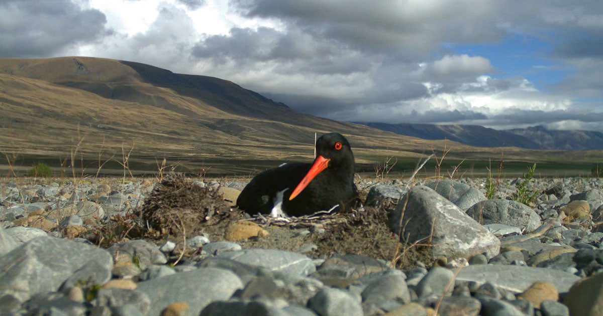 False Scents Can Trick Predators Into Ignoring Nesting Shorebirds | Audubon