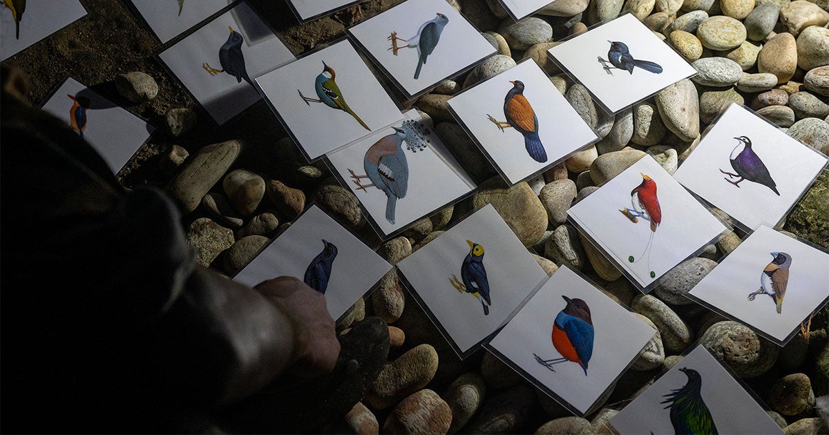 Seeking Auwo: Inside the Search to Find a Secretive Tropical Bird Lost ...