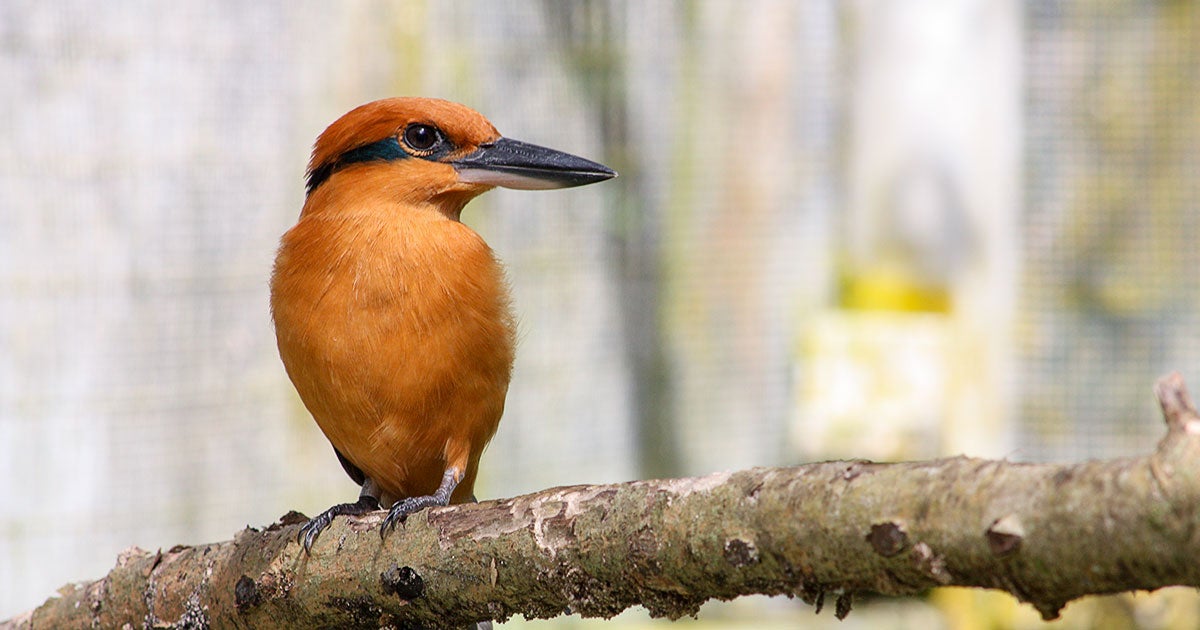 The Guam Kingfisher Could Soon Return to the Wild After a 30-Year ...