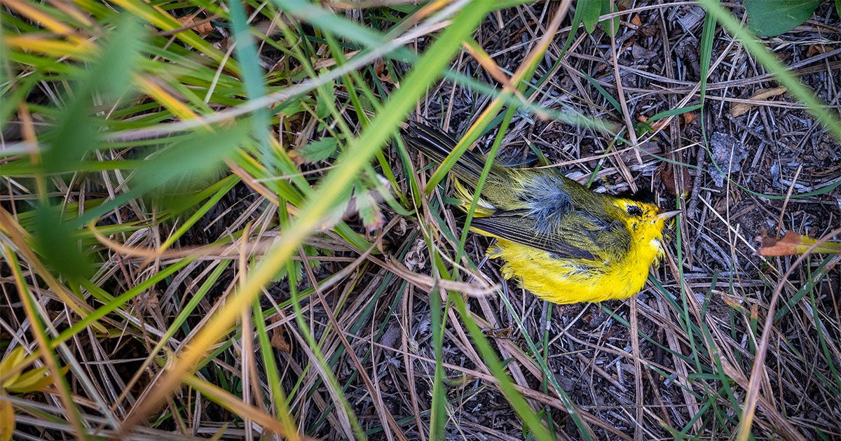 Study: Starvation and a Freak Snow Storm Caused the Southwest's Mass ...