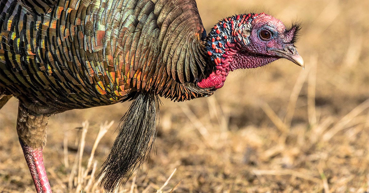Let's Talk Turkey Beards | Audubon