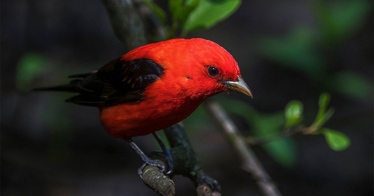 The Gorgeous Scarlet Tanager Is a Delightful Summer Treat | Audubon
