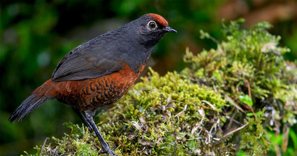 Truffles Aren't Just for Foodies—Some Birds Love Them, Too | Audubon