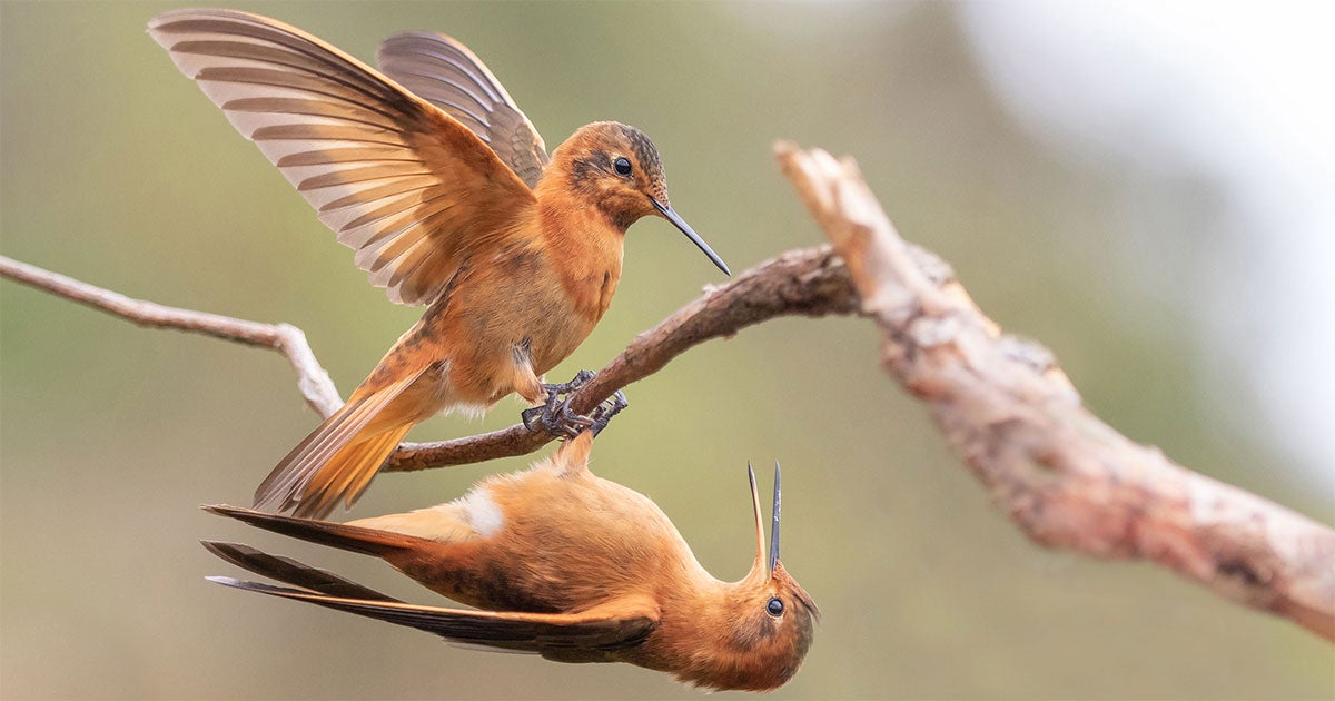 This Duo Photographed Hundreds of Colombia’s Dazzling Birds This Year ...