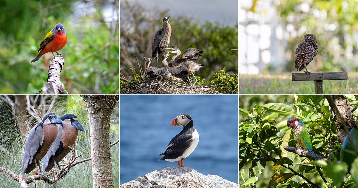 Log On and Team Up for a Whole New Type of Big Year | Audubon