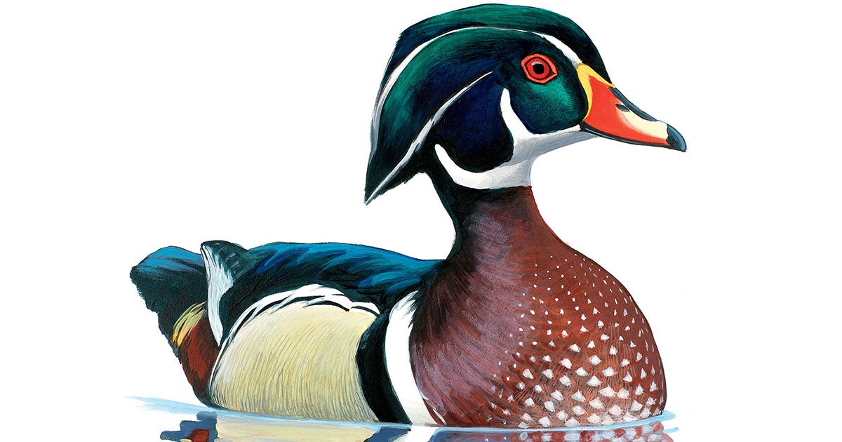 David Allen Sibley | Audubon