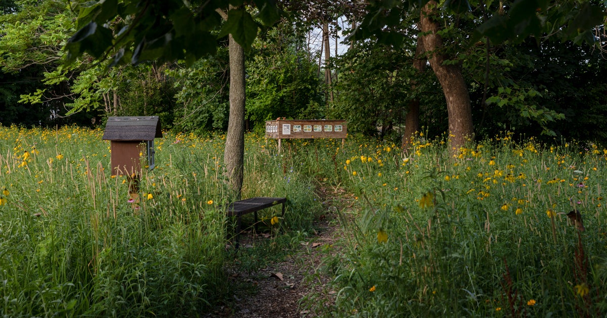 These Native Meadows in Motown Aim to Boost Birdlife and Neighbors ...