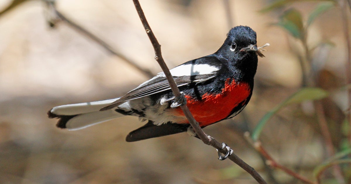 Climate Change is Driving Water Scarcity across the West | Audubon
