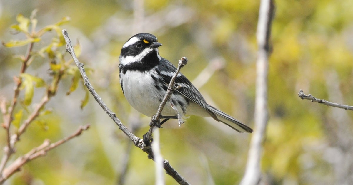 Audubon Scientists Reveal Migration Bottlenecks Used by Tens of ...