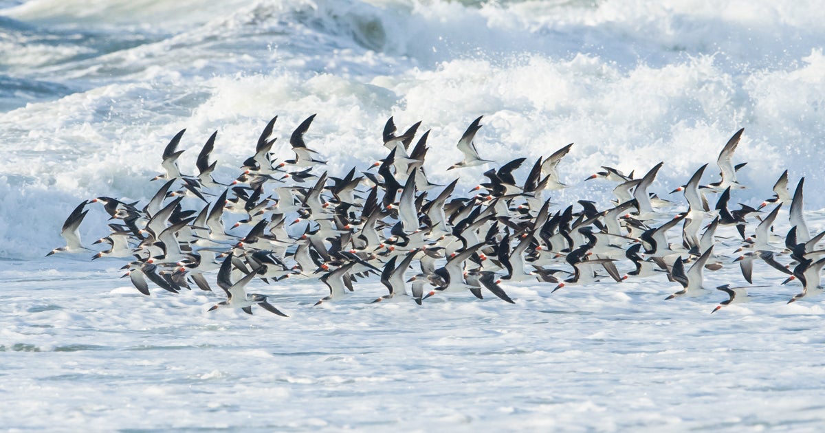 From Heavier Rainfall to Stronger Storms, Can Birds Ride Out the Storm ...