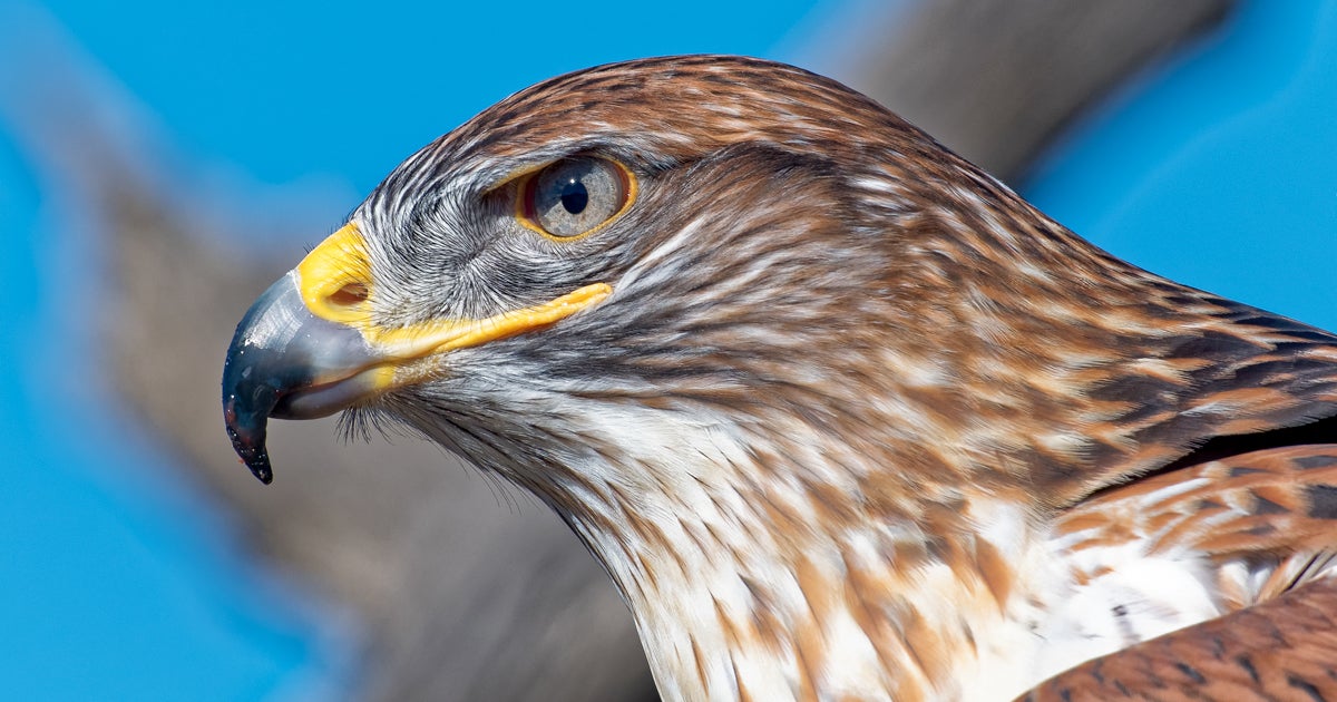 Bipartisan Effort Would Give Birds and People “Refuge” in Southern ...