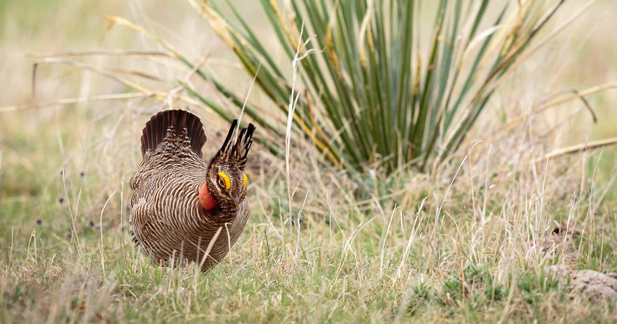 Lesser Prairie-Chicken Now Listed Under the Endangered Species Act ...