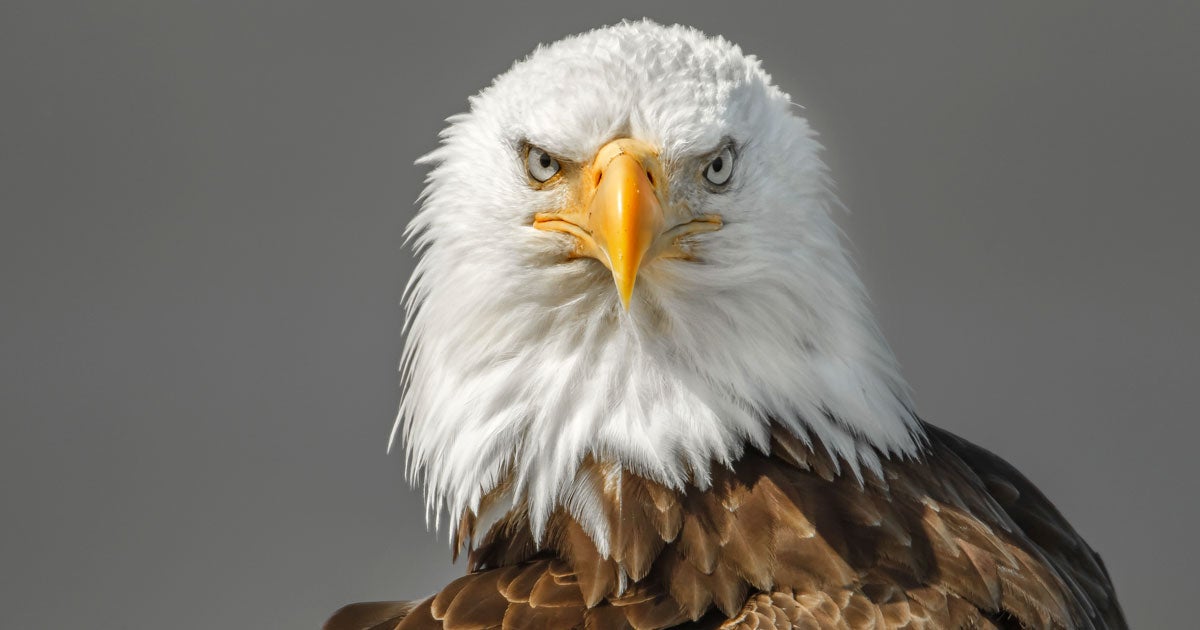 Vote Your Audubon Values This November | Audubon