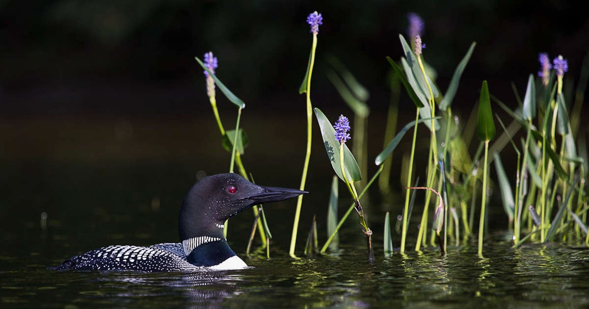 False Springs: How Earlier Spring With Climate Change Wreaks Havoc on ...