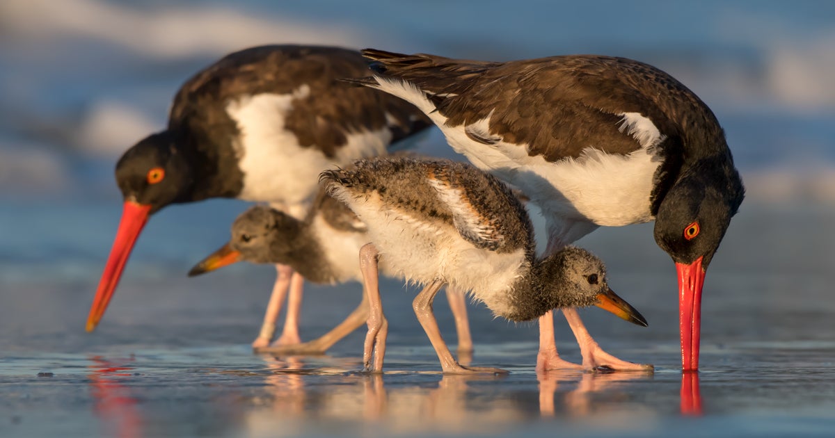 Green Light for Largest Offshore Wind Project in the U.S. is a Hopeful ...