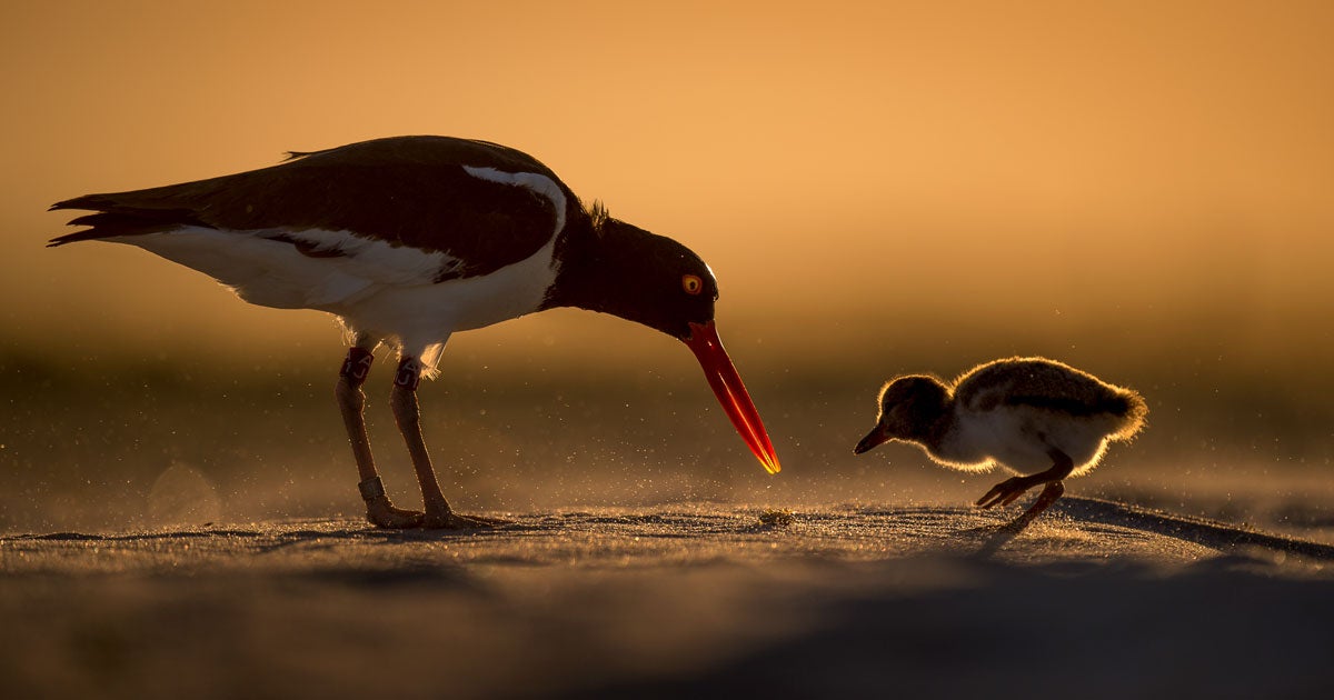 New Federal Report Confirms Ongoing Crisis for North American Birds ...