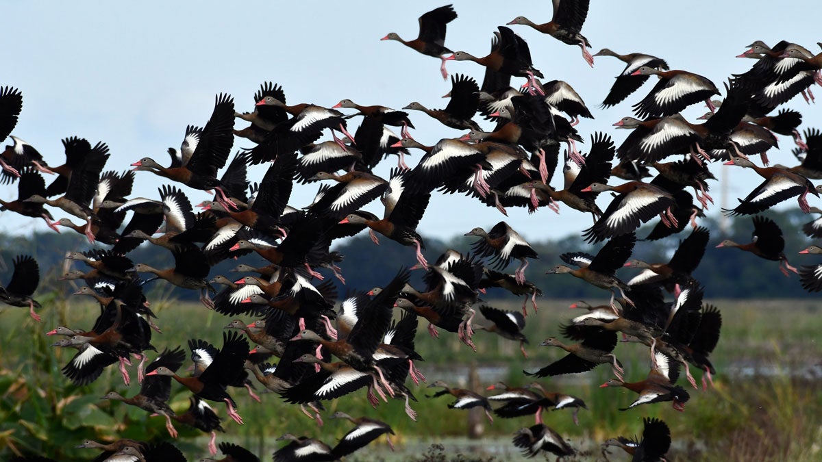 Biden Administration Restores Migratory Bird Treaty Act Protections ...