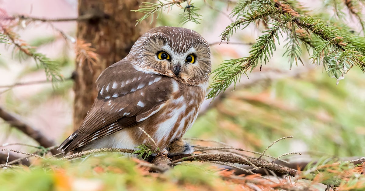 New 'Trillion Trees' Bill in Senate will Protect Birds While Making ...