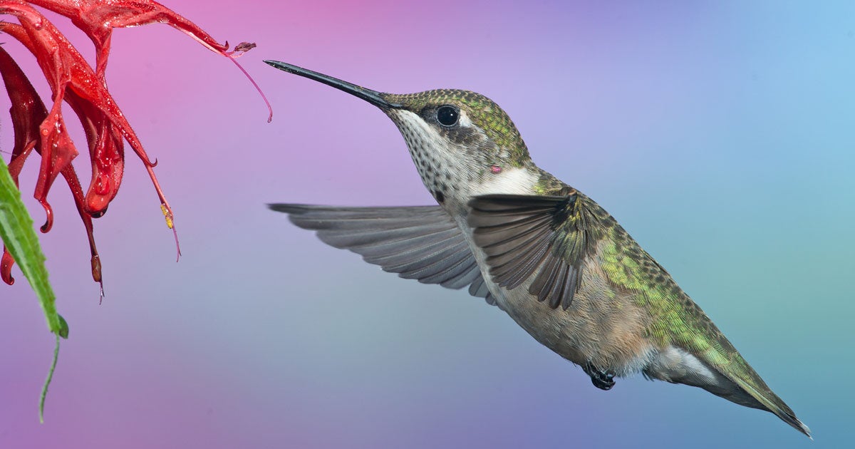 National Audubon Society Celebrates Resolution Declaring April Native ...