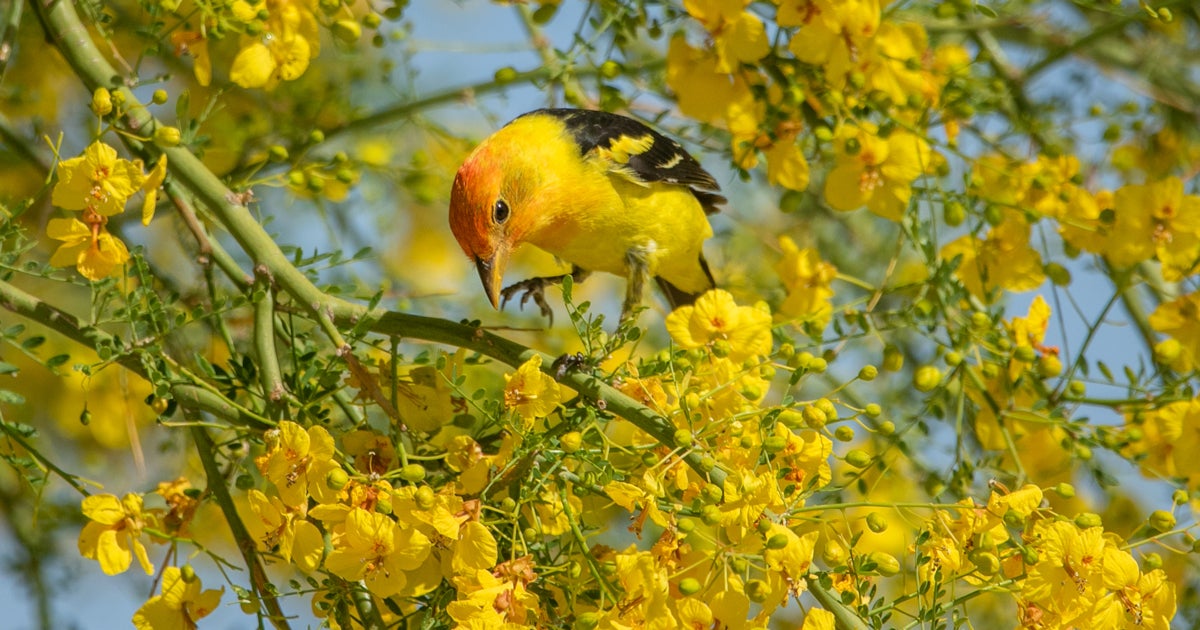 Building a Resilient Arizona by Investing in the State’s Natural ...