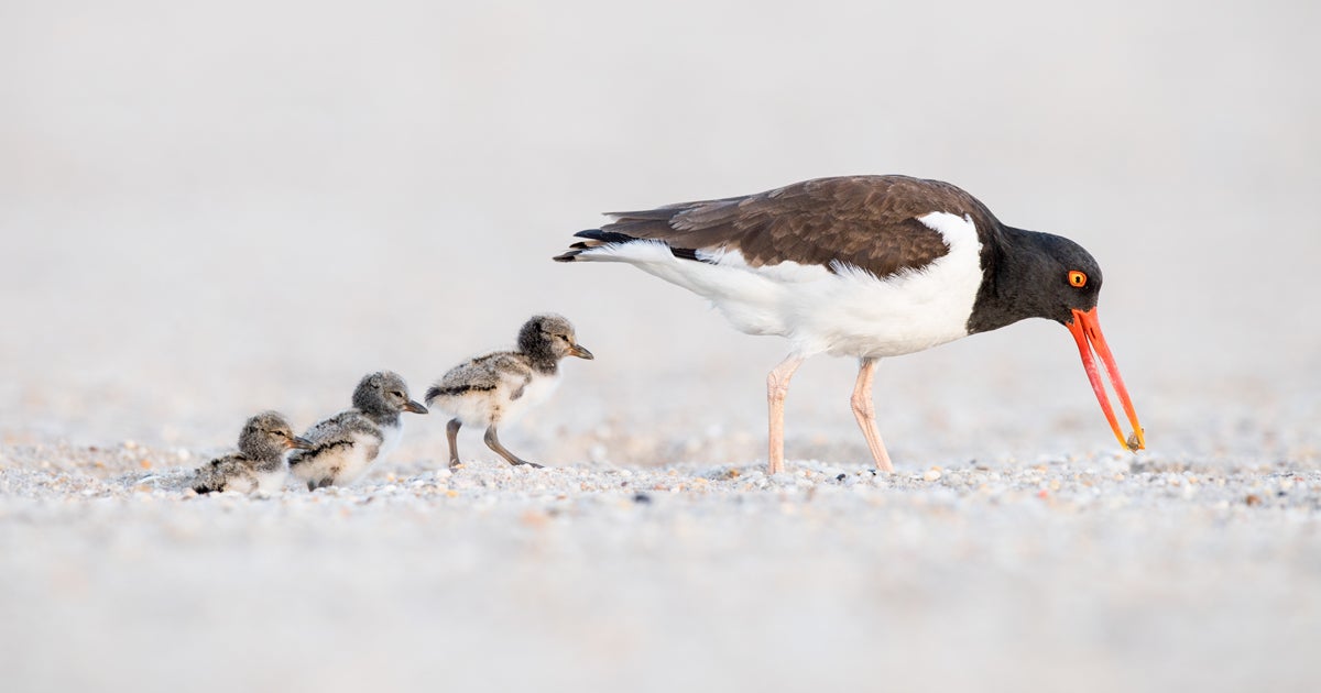 On Earth Day, Ensuring that the Future of Offshore Renewables is Bird ...