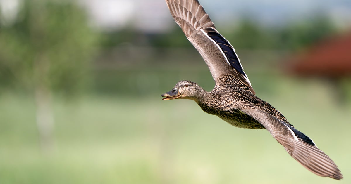 Esri Puts Audubon's Migratory Bird Initiative on the Map | Audubon