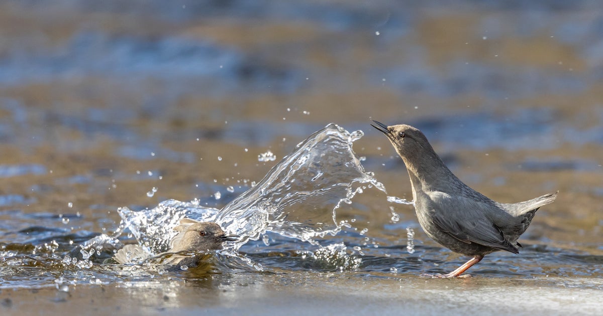 Federal Funding Provides Some Wins for Water Conservation and Birds in ...