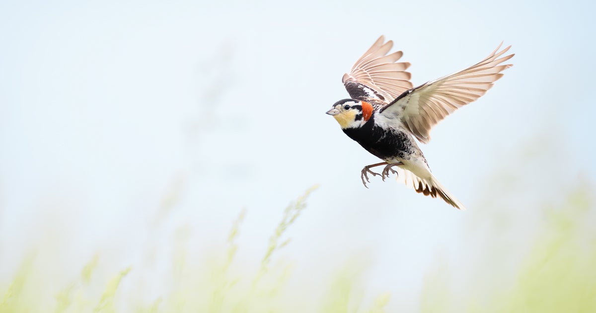 Meet Bird Conservancy of the Rockies, the Scorekeepers of North America ...