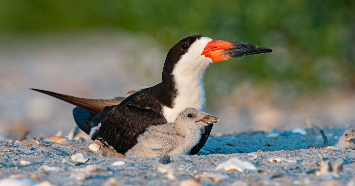 Coastal Stewardship Is Helping Gulf Birds Recover | Audubon