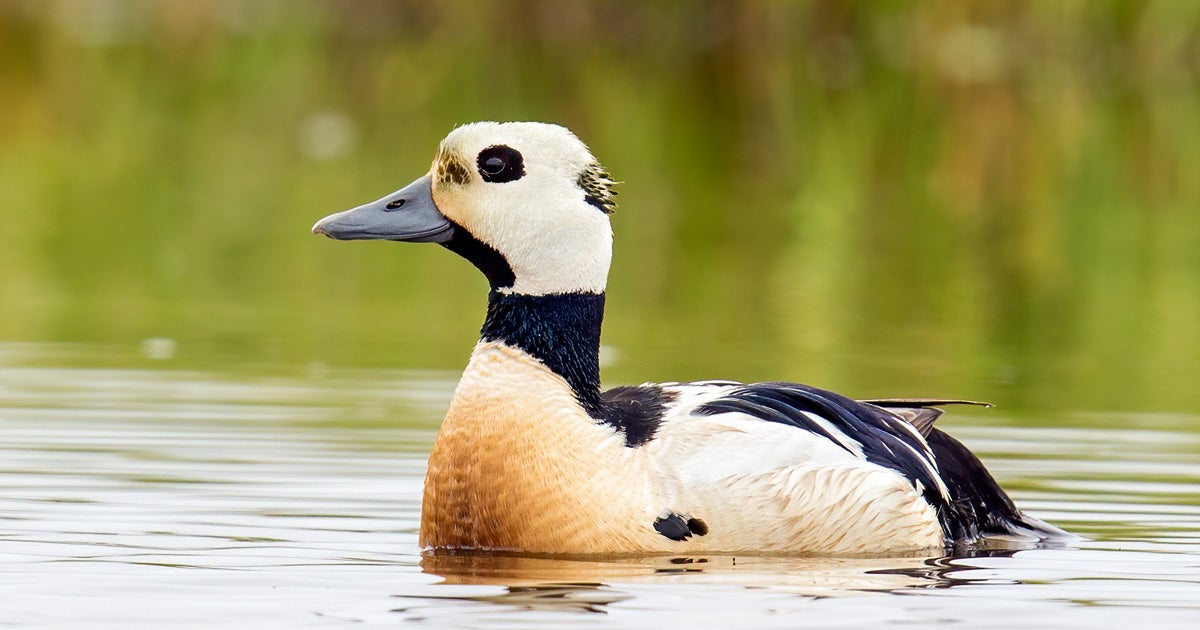 Victories for Alaska’s Bristol Bay and Tongass Forest | Audubon