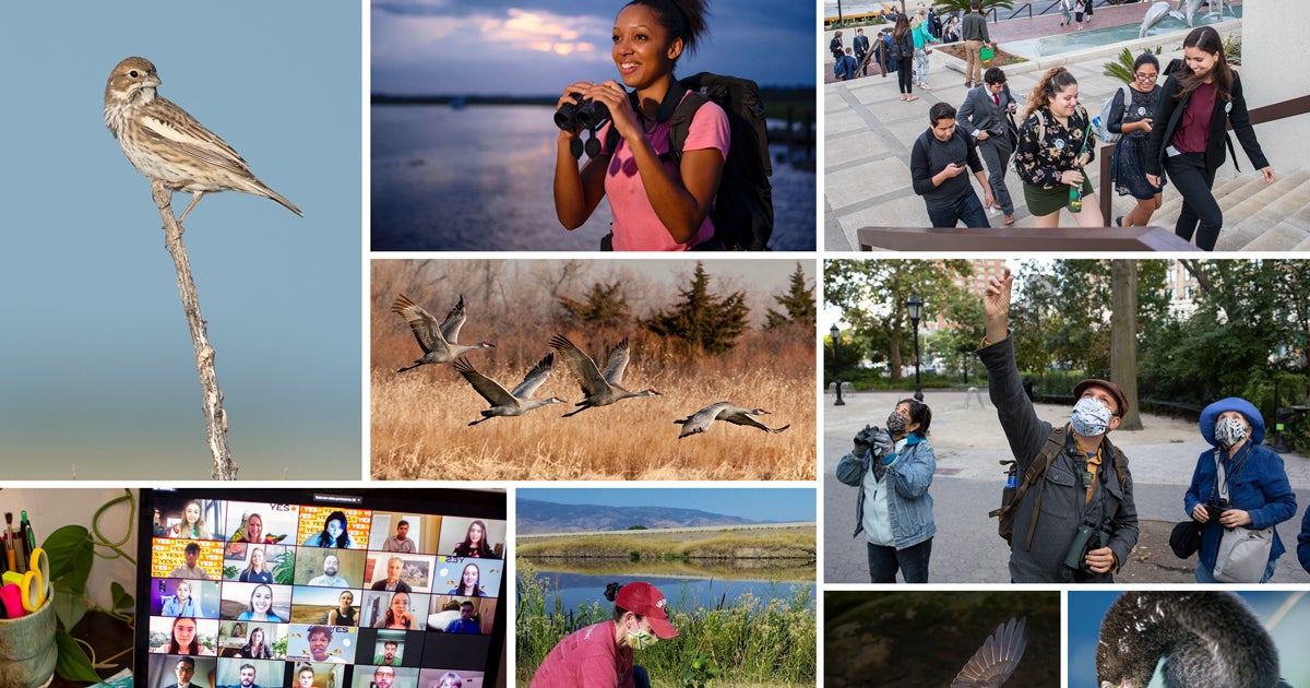 Top Wins for Birds in 2020 | Audubon