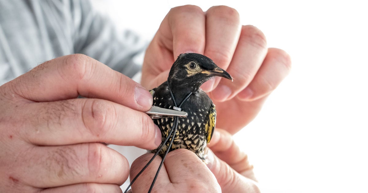 Can This Critically Endangered Bird Survive Australia's New Climate ...