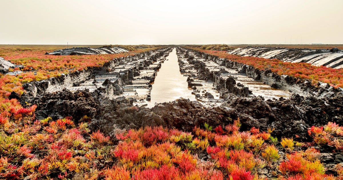 A Struggling California Marsh Gets an Overhaul to Prepare for Rising ...