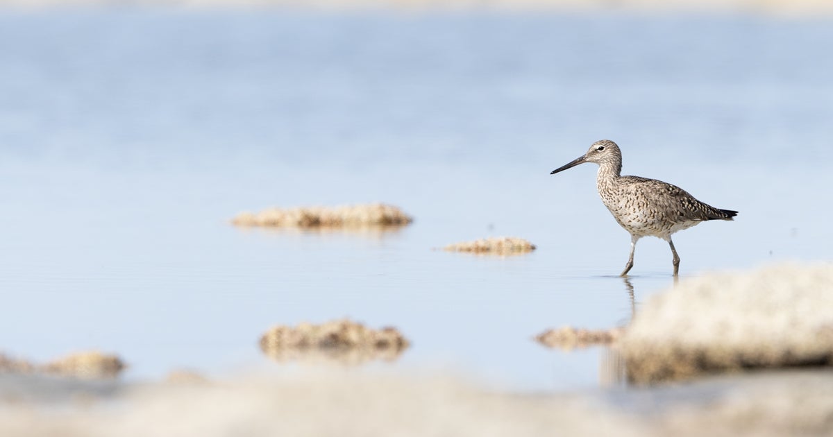 Audubon and The Nature Conservancy to Lead Great Salt Lake Water Trust ...