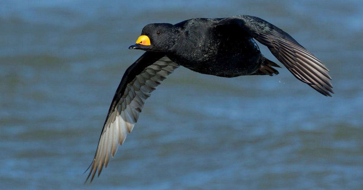 New Report Highlights the Importance of the Seal River Watershed | Audubon