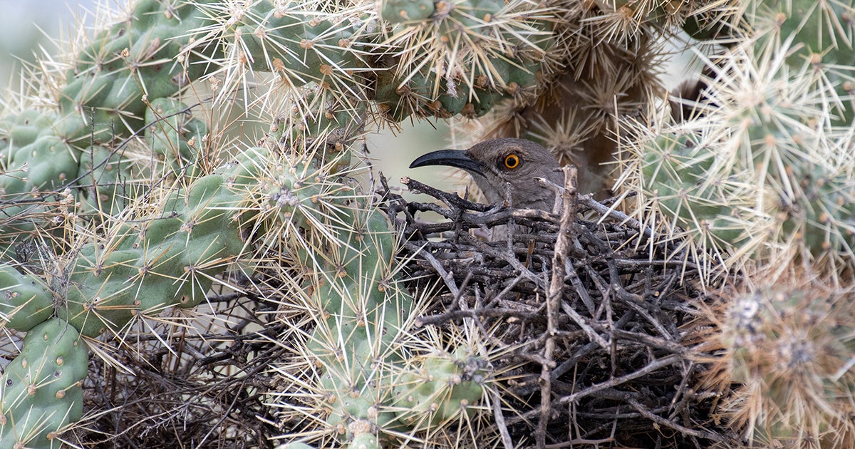 These Delightful Photos Highlight How Native Plants Support Birds | Audubon