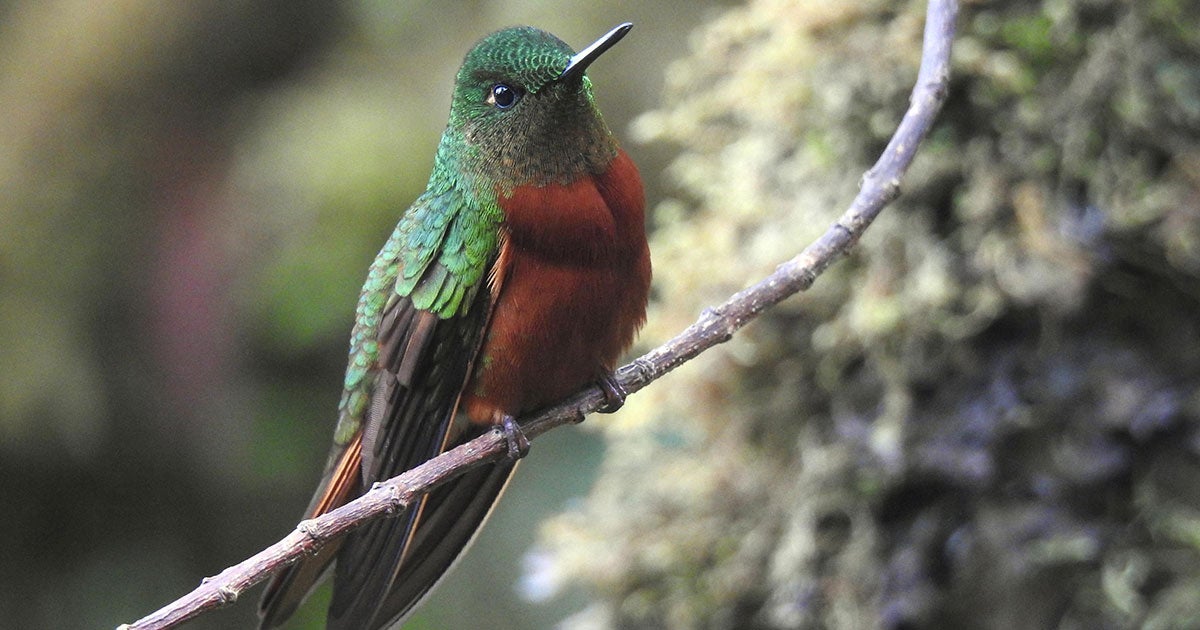 New Data-driven Species Mapping Makes More Accurate Range Maps | Audubon