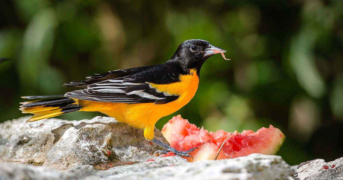 Audubon Climate Report Recognized As ‘World Changing’ by Fast Company ...