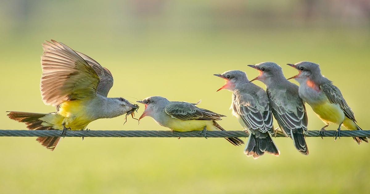 Take a Peek Into Avian Family Life with These Cute Chick Pics | Audubon