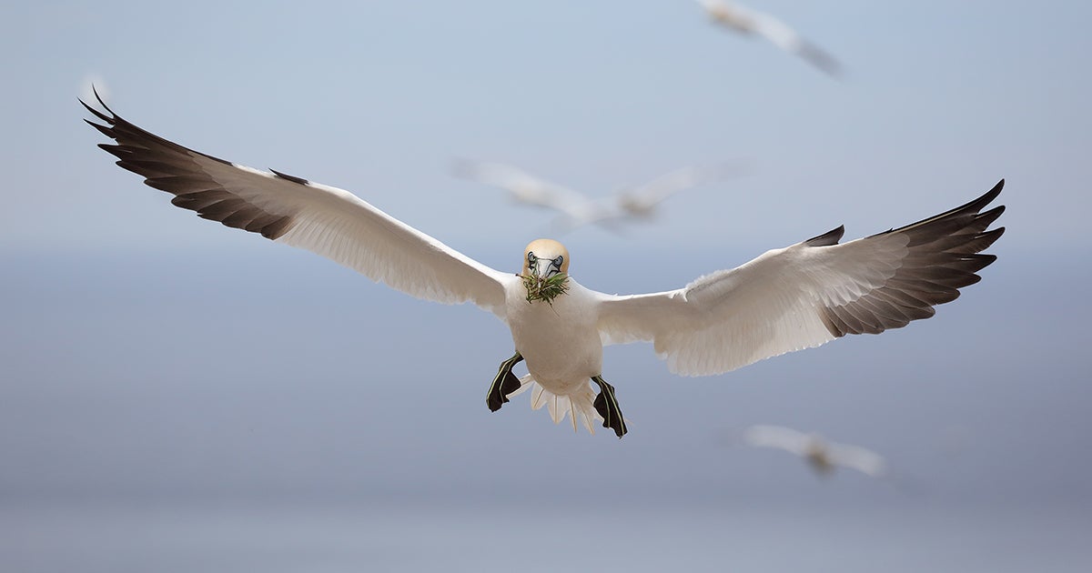 What Offshore Wind Energy Can Teach Us About Seabirds | Audubon