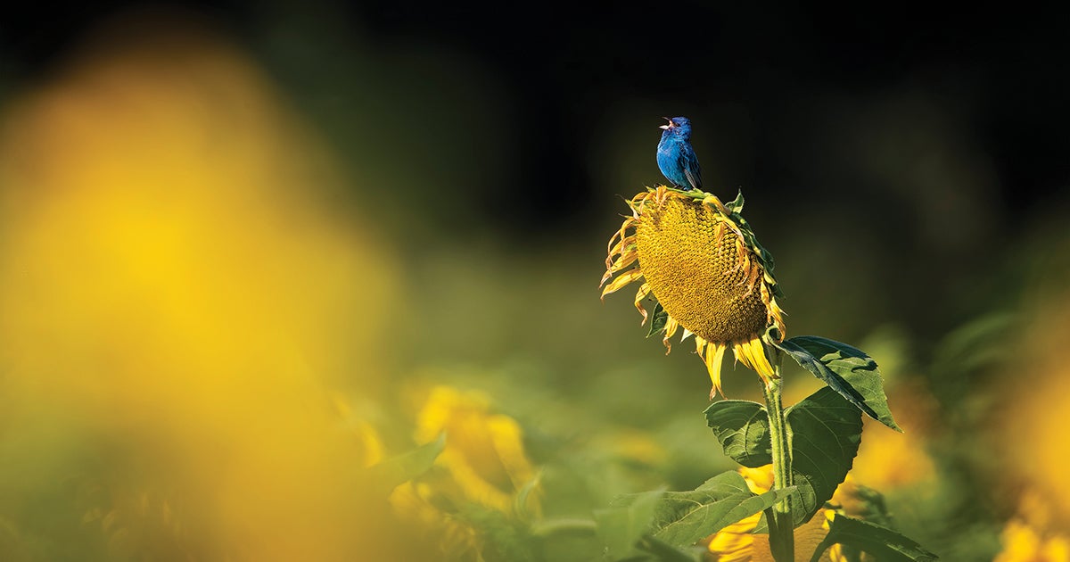 Listen to the Birds Today | Audubon