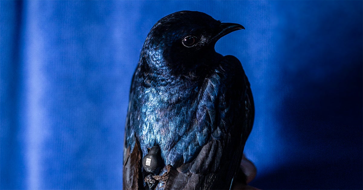 This Tiny Brazilian Island Could Hold the Key to the Purple Martin’s ...